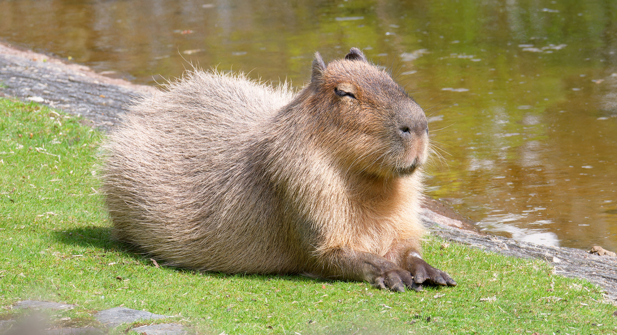 Always Pets | Celebrating What We Love About Animals