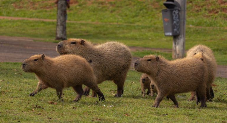 17 Most Affectionate Animals in the World