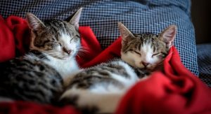17 Most Affectionate Animals in the World