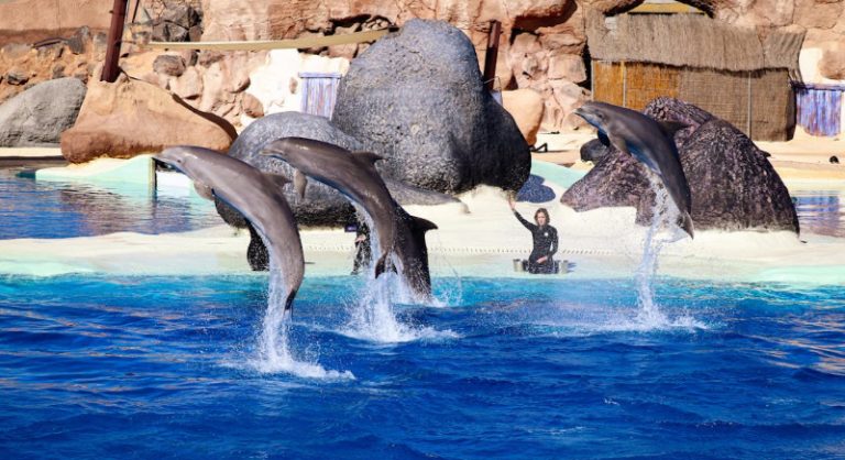 17 Most Affectionate Animals in the World