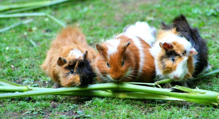 17 Most Affectionate Animals in the World