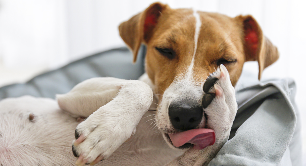 Always Pets | Celebrating What We Love About Animals