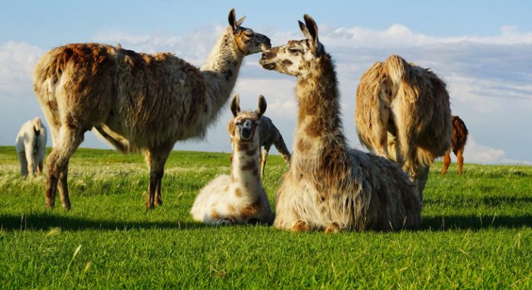 17 Most Affectionate Animals in the World