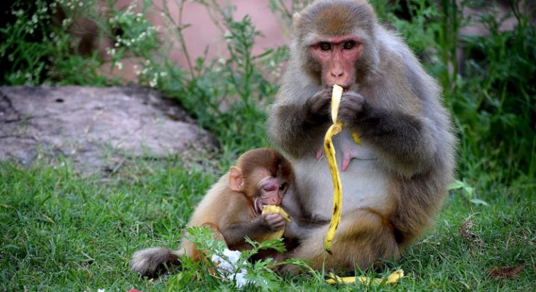 17 Most Affectionate Animals in the World