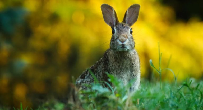 17 Most Affectionate Animals in the World