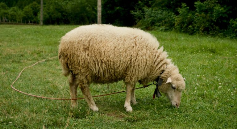 17 Most Affectionate Animals in the World