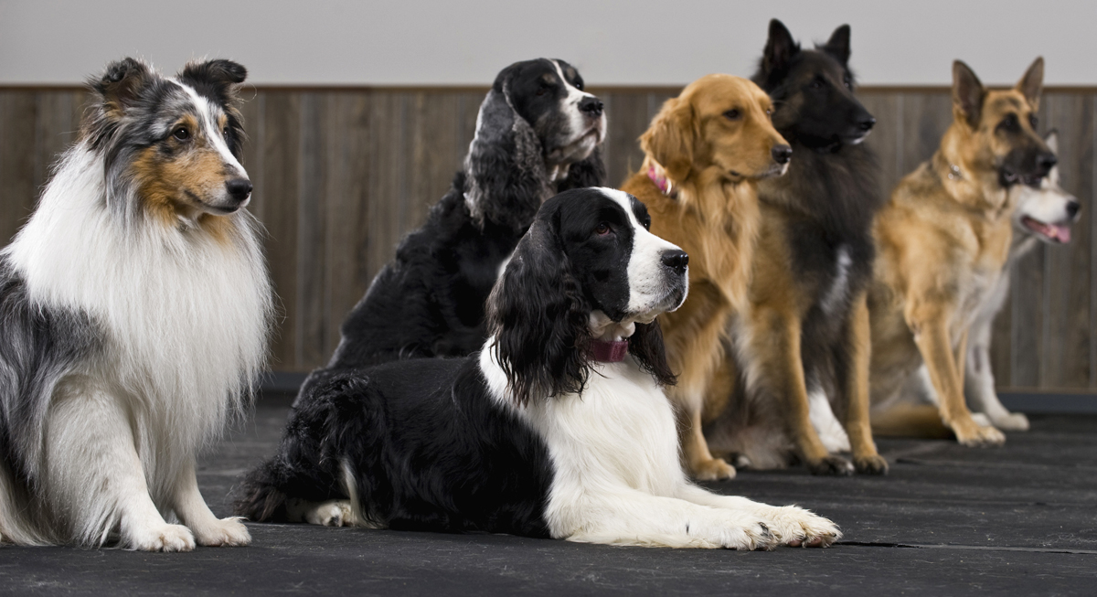 Always Pets | Celebrating What We Love About Animals