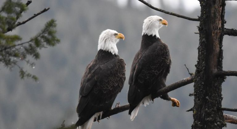 17 Most Loyal Animals in the World