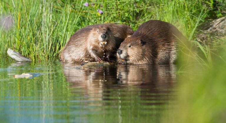 17 Most Loyal Animals in the World