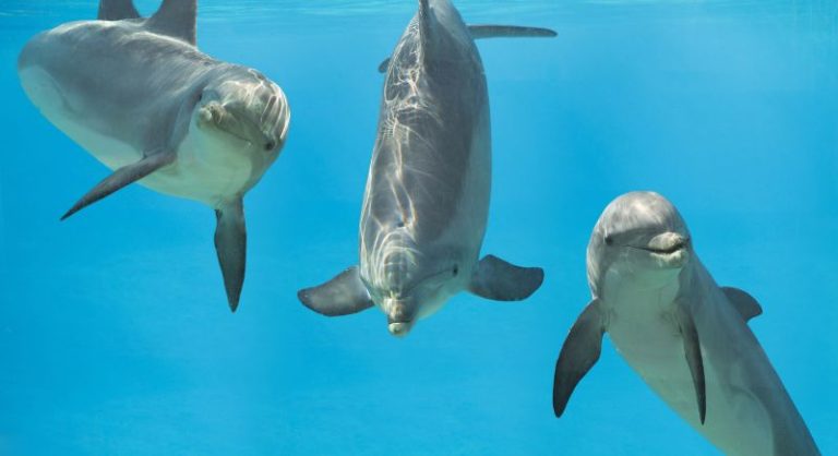 17 Most Loyal Animals in the World