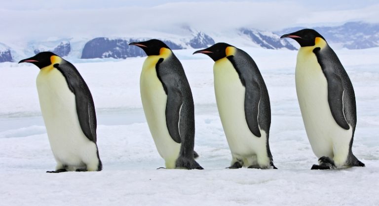 17 Most Loyal Animals in the World