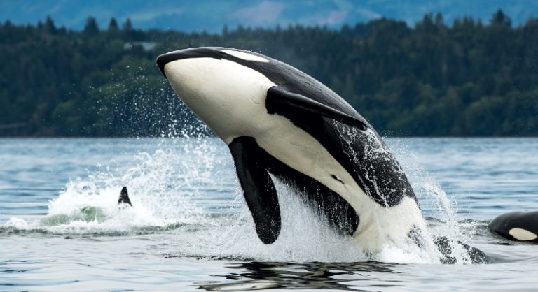 17 Most Loyal Animals in the World