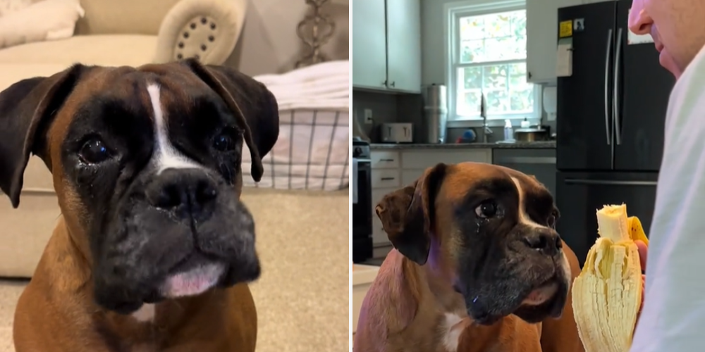 Boxer Dog’s Tearful Begging Goes Viral — The Real Story